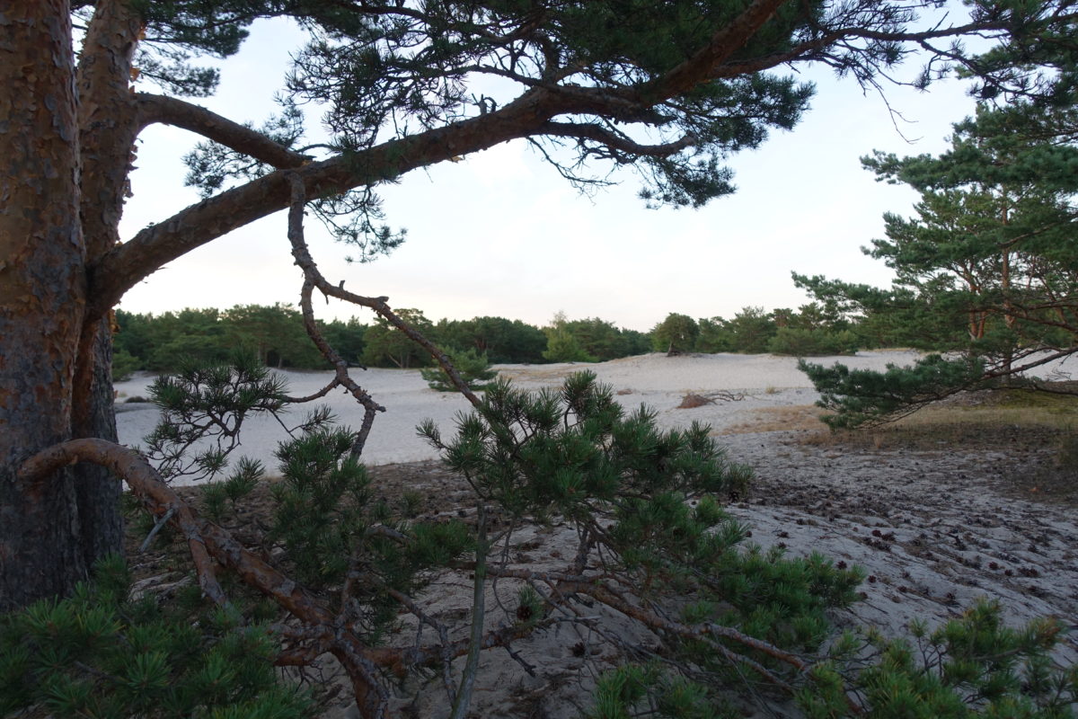 Hel w 1 dzień - atrakcje, zwiedzanie. Co zobaczyć na Helu?